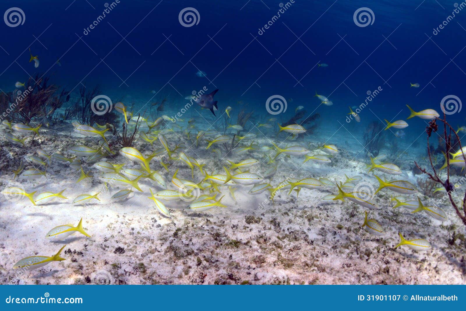 School of tropical fish stock image. Image of fish, aquatic - 31901107