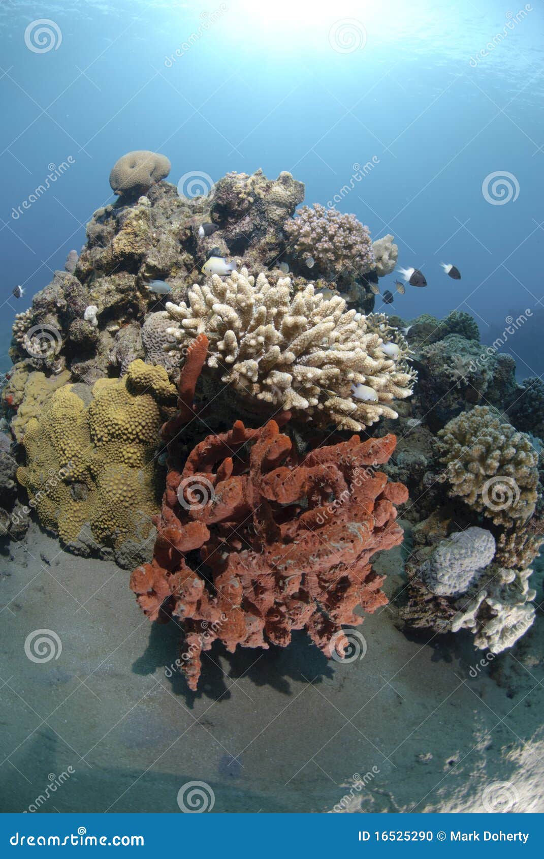 School Of Tropical Fish In Shallow Water Stock Photo - Image: 16525290