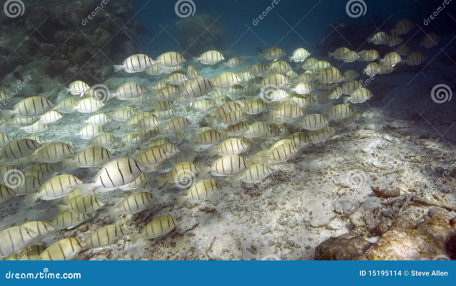 Poa Fish Of South Asia Stock Photography | CartoonDealer.com #36054728