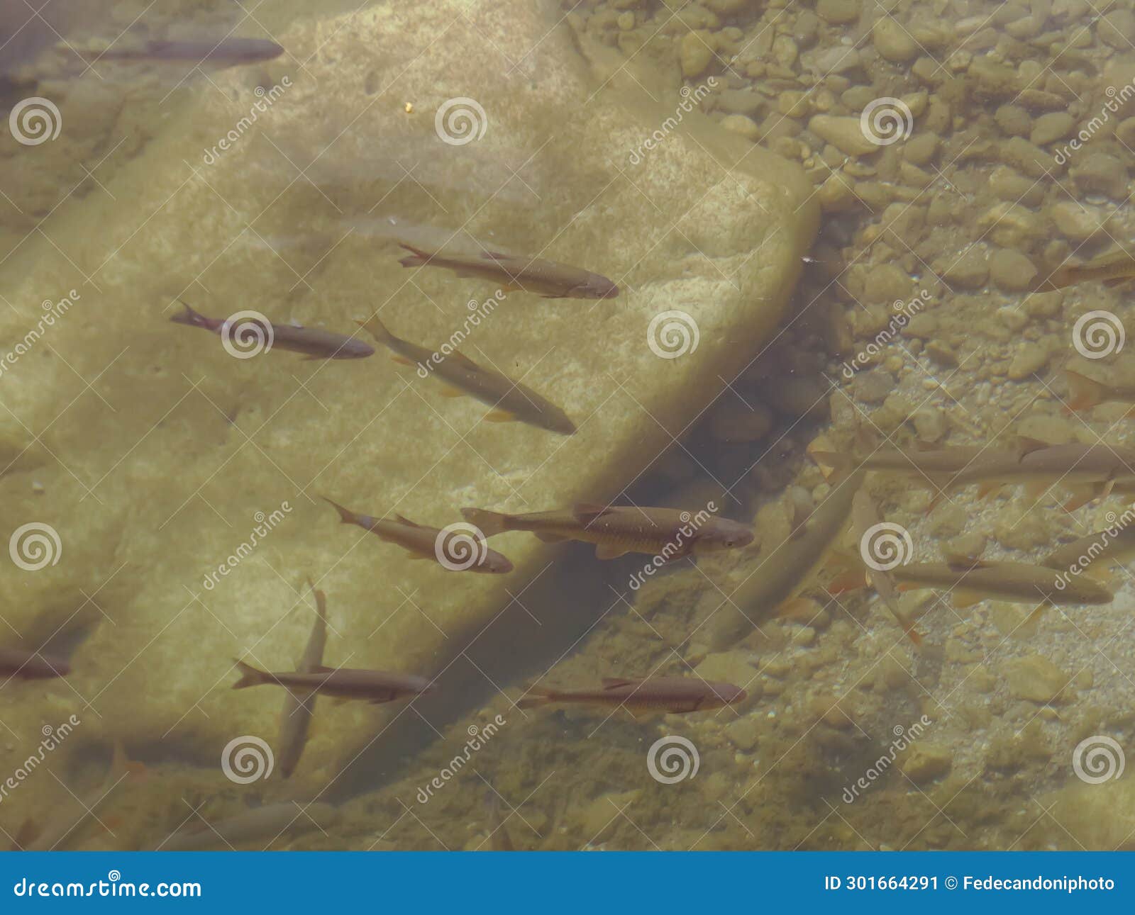School of Trout Fish Swimming Under the Water of the Stream Stock Image ...
