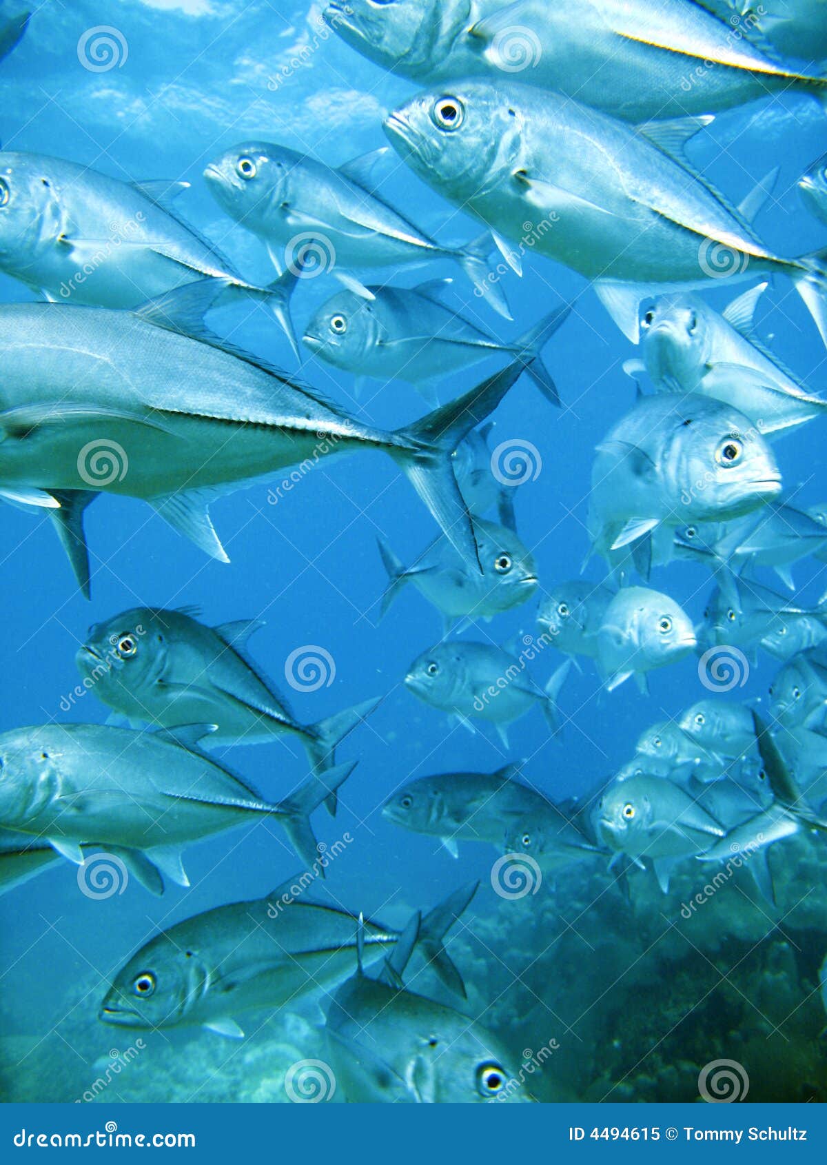 School of tuna stock image. Image of fishing, natural - 4494615