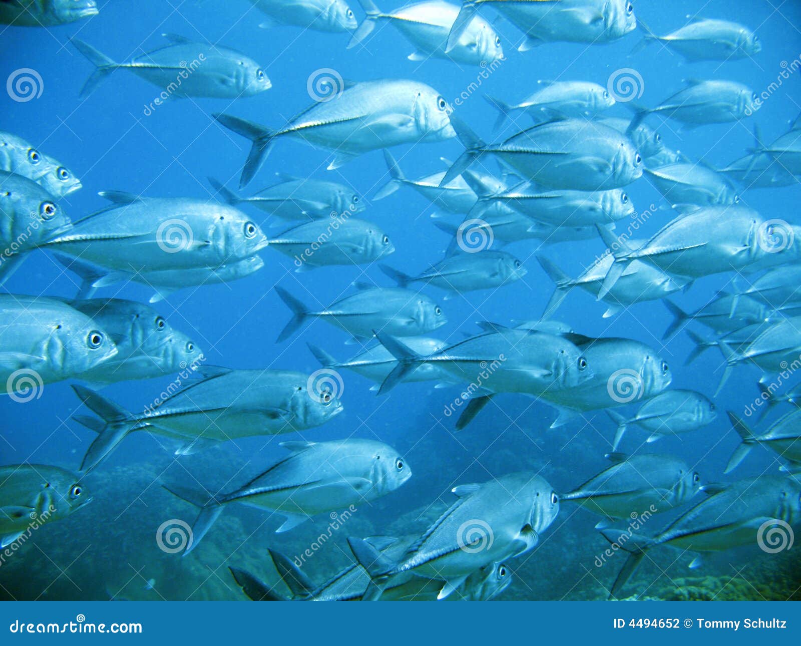 School of tuna stock photo. Image of marine, metallic - 4494652