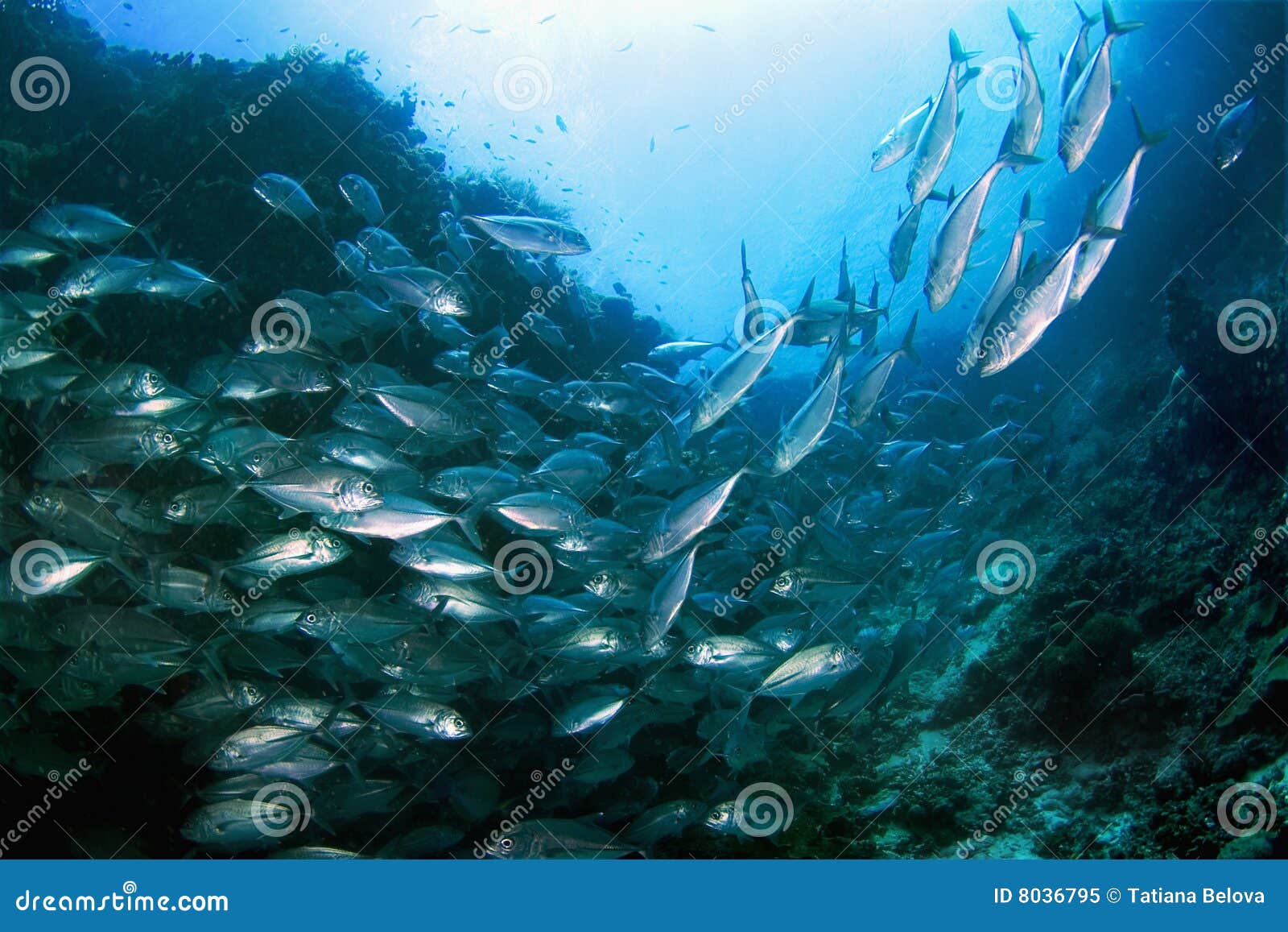 School of tuna stock image. Image of blue, group, sealife - 8036795