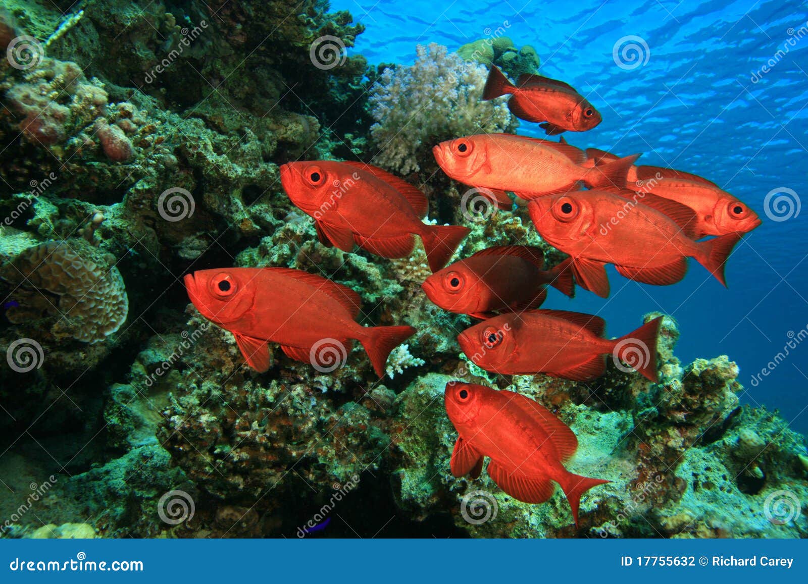 School Van Tropische Vissen Stock Foto - Image of onderwater, snapper ...