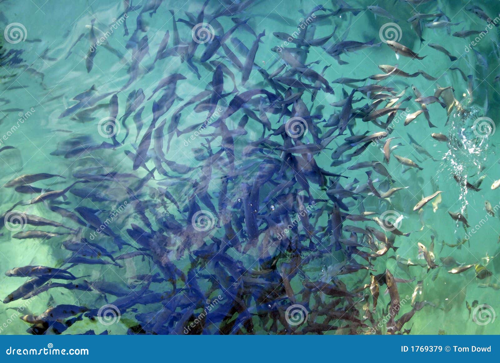 School Van Vissen Picture. Image: 1769379