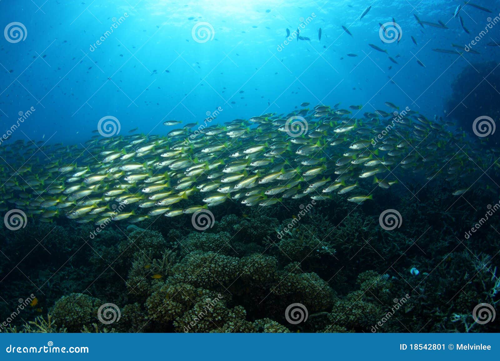 School van Vissen stock afbeelding. Image of milieu, vissen - 18542801