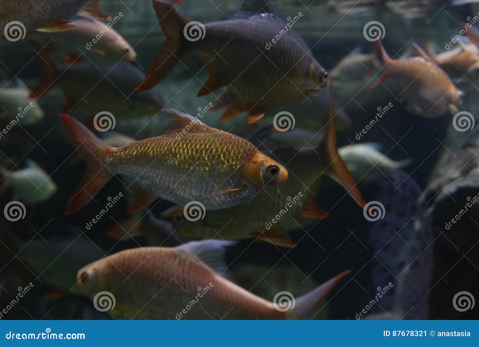 School van vissen stock afbeelding. Image of groep, water - 87678321