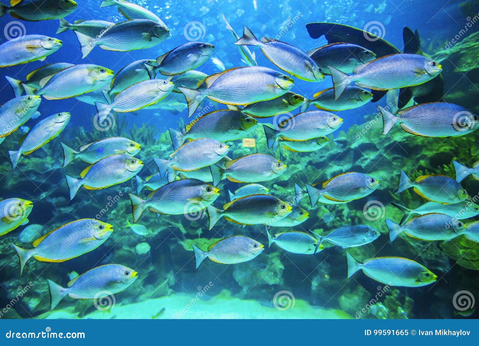 School Van Vissen Onderwater Stock Afbeelding - Image of nave, leven ...