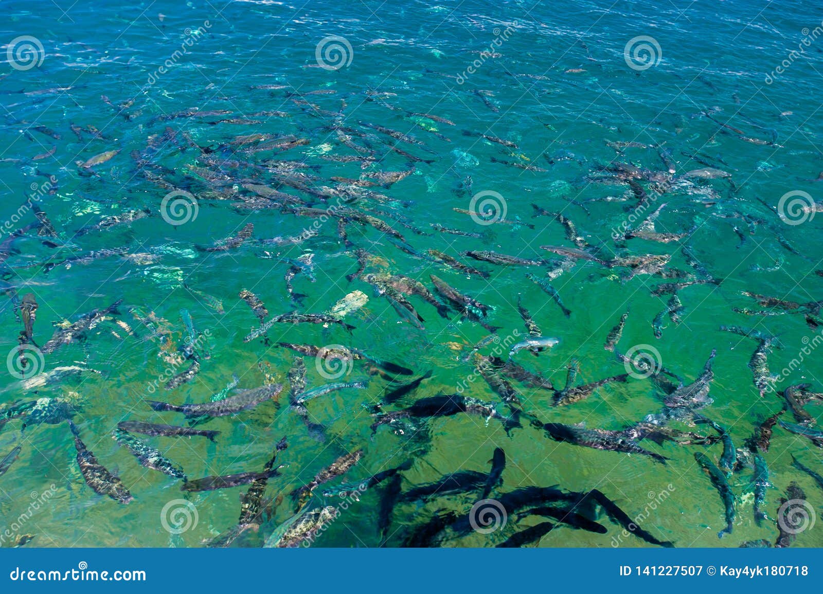 School Van Vissen Vissen Op De Oppervlakte Van Het Water Stock ...