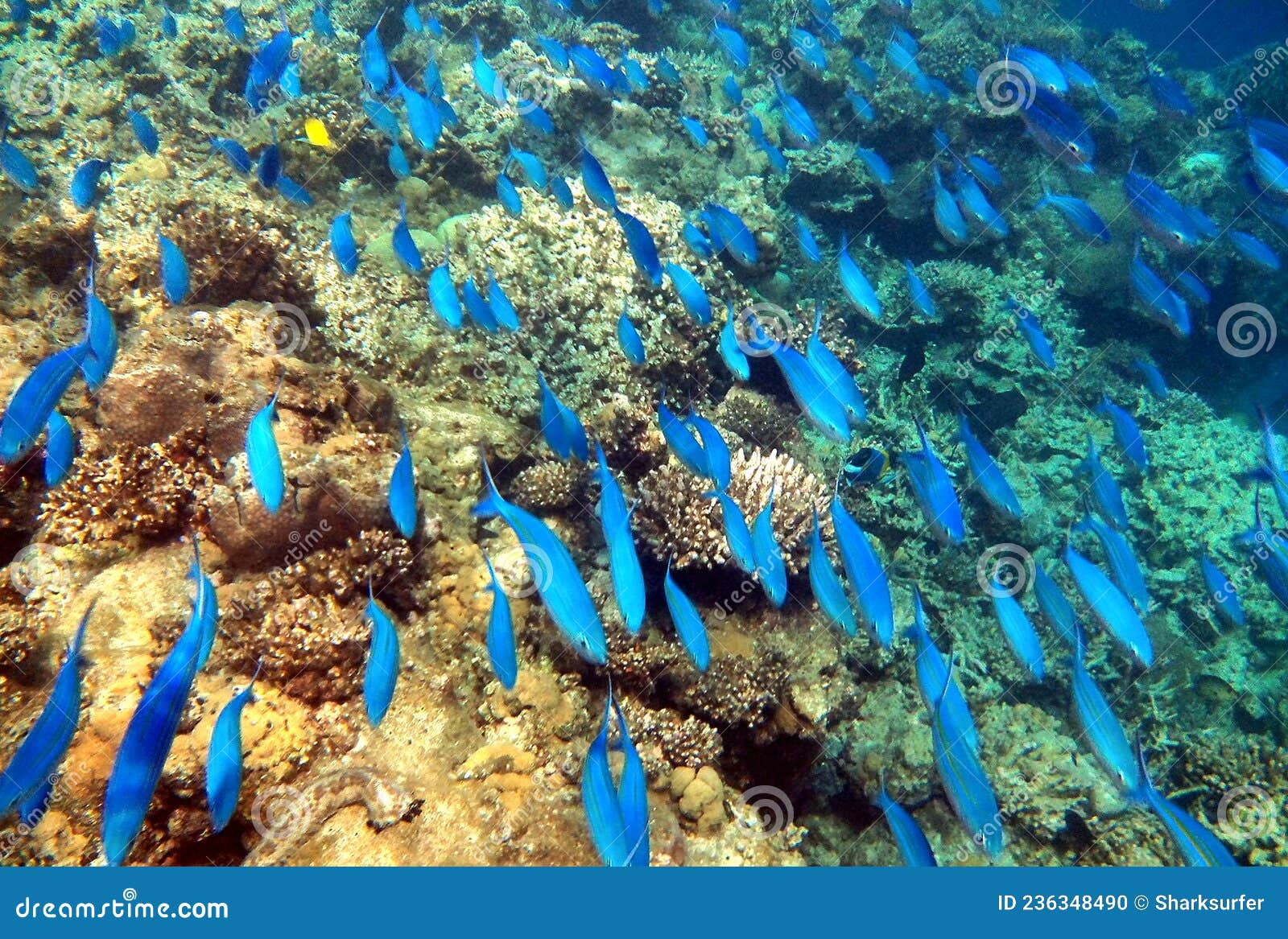 School of Variable-lined Fusilier Fish Fast Swimming in Indian Ocean ...