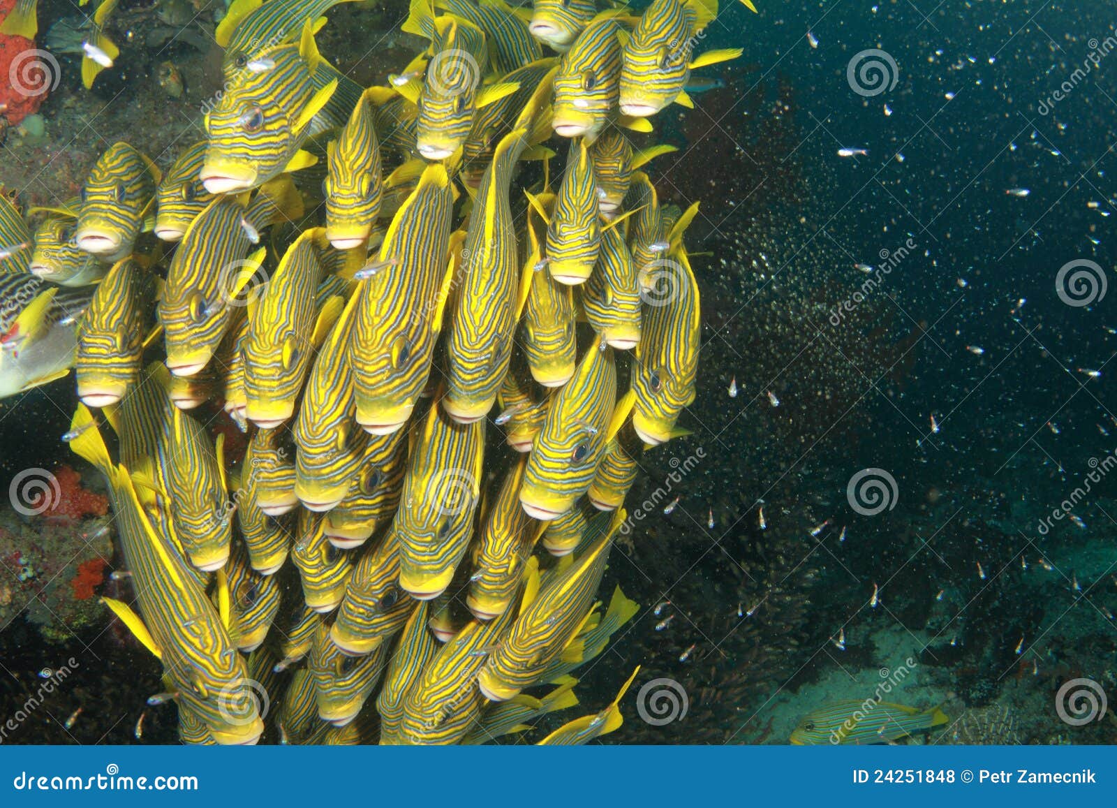 School of yellow fish stock photo. Image of stripped - 24251848
