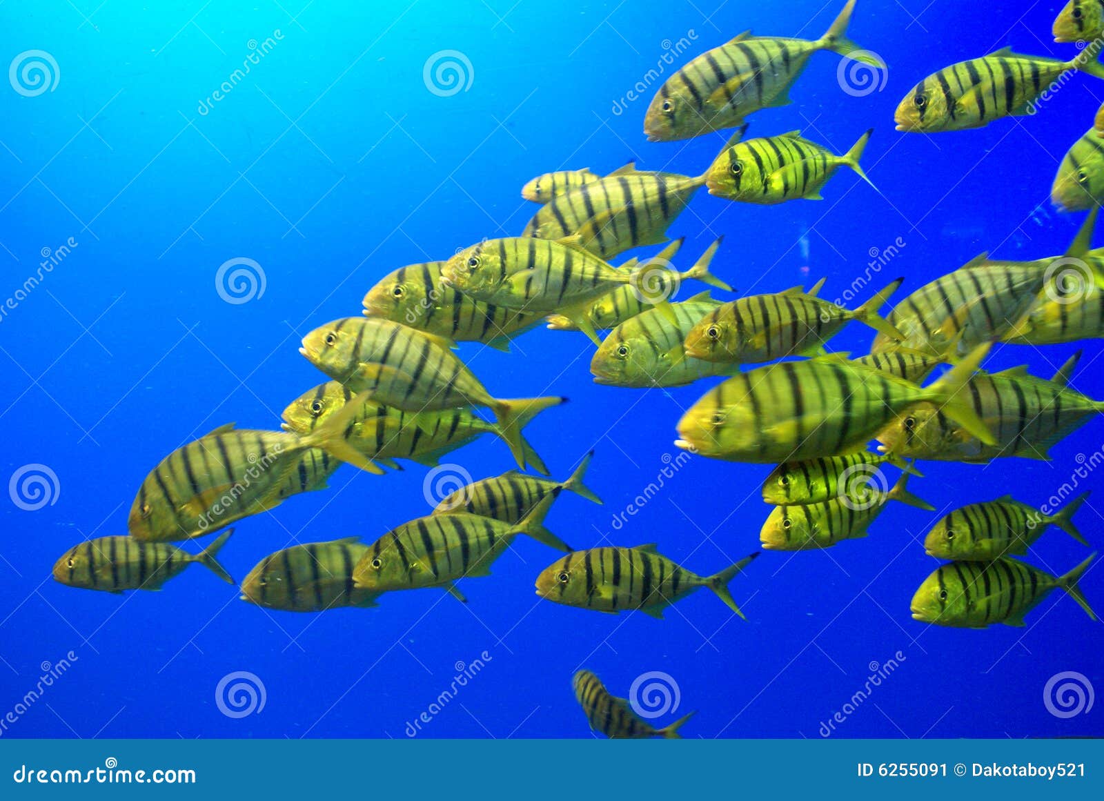 Yellow Fish With Stripes Royalty-Free Stock Photography | CartoonDealer ...