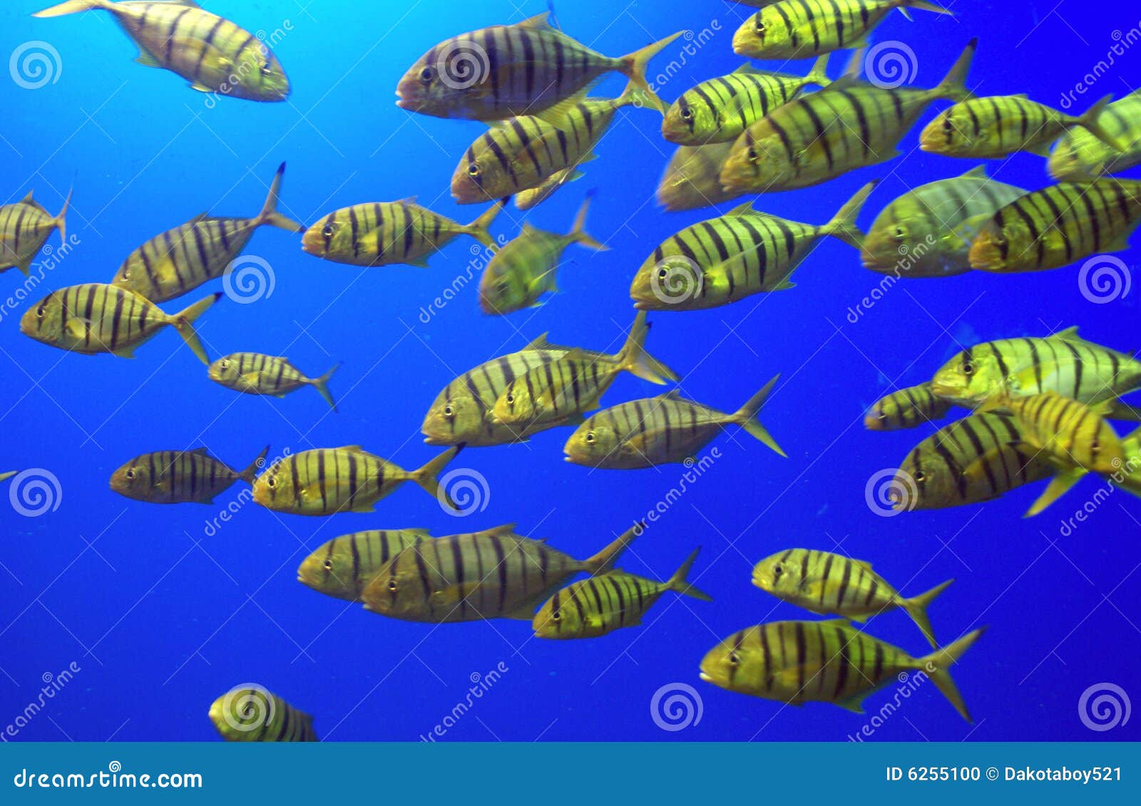 A School of Yellow Fish stock photo. Image of water, yellow - 6255100