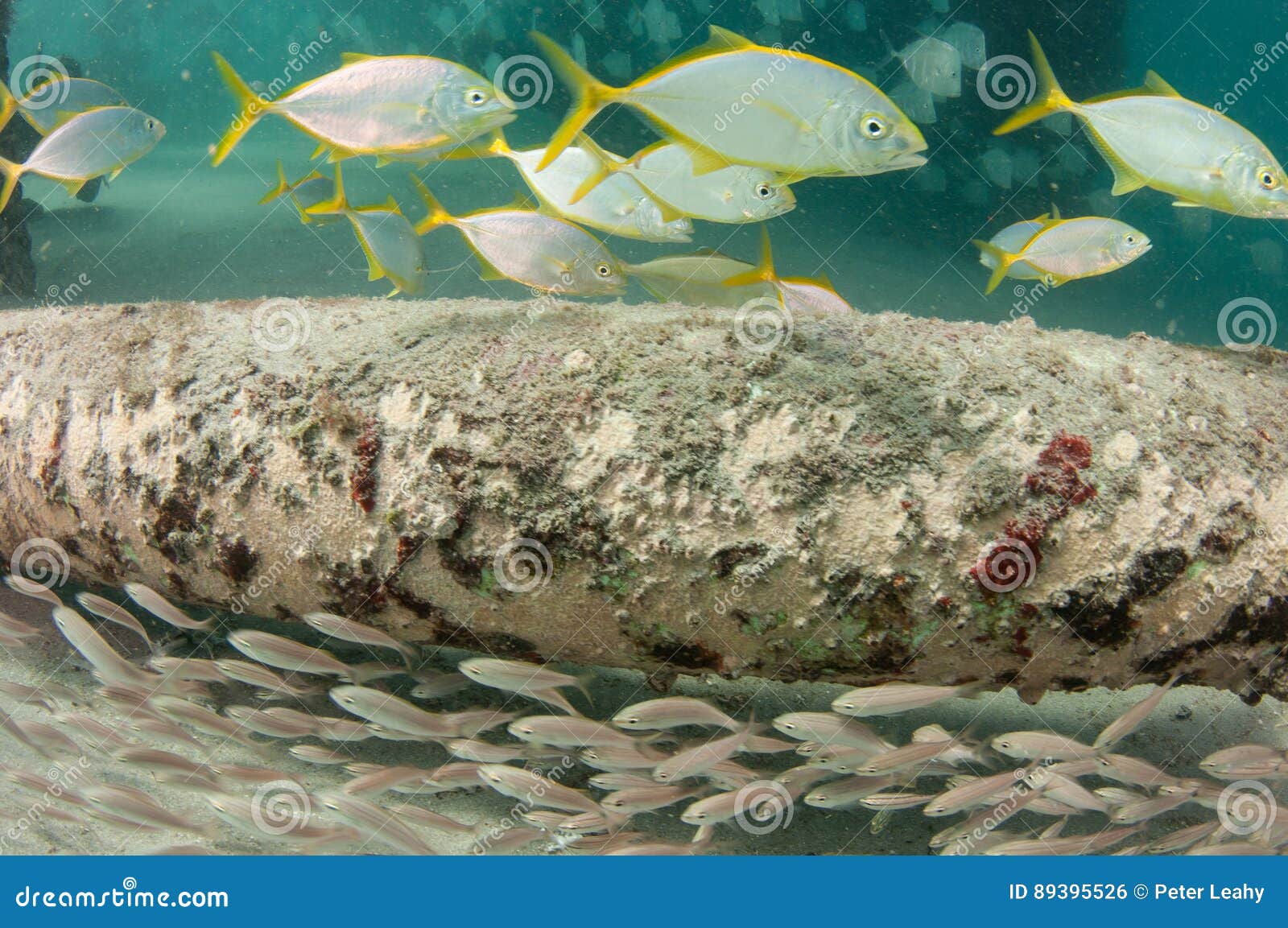 A School of Yellow Jack Fish Under a Pier Stock Photo - Image of ...