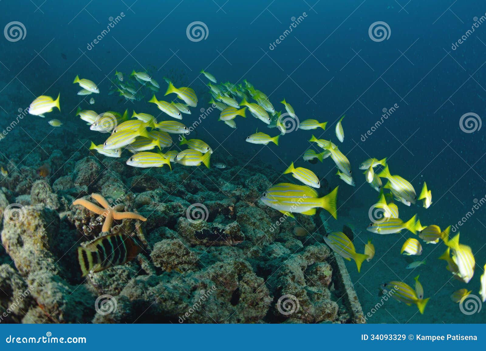 School Yellow snapper Fish stock image. Image of school - 34093329