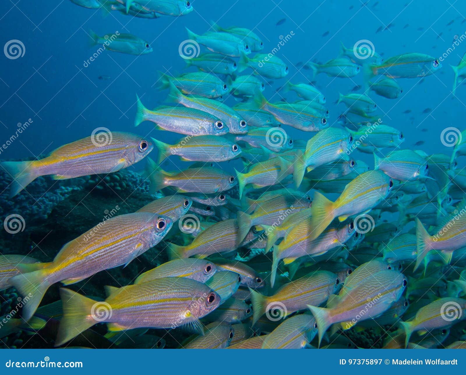 School of Yellow Snappers Side View Stock Image - Image of reef, ocean ...