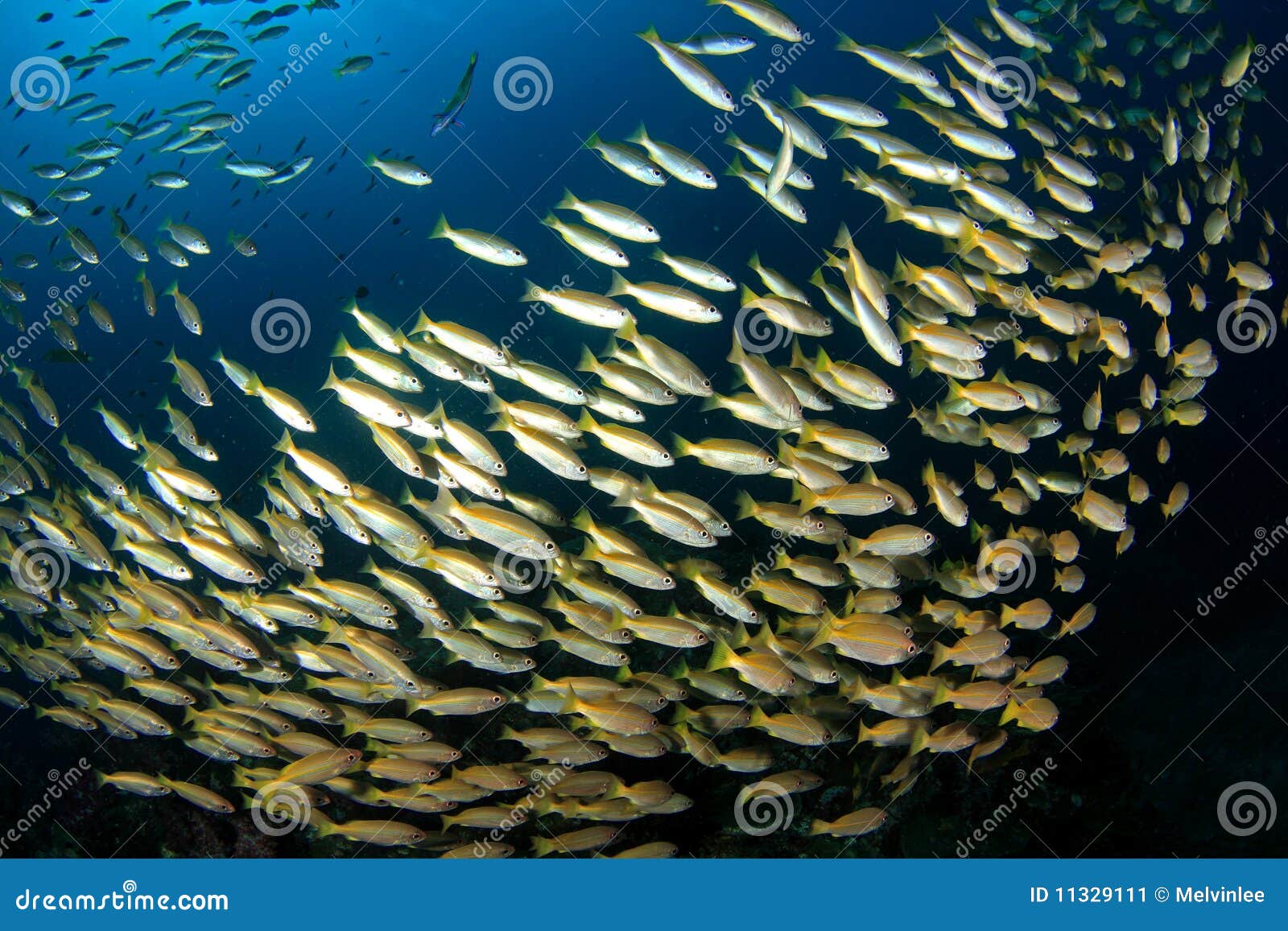 Yellowtail Snapper School