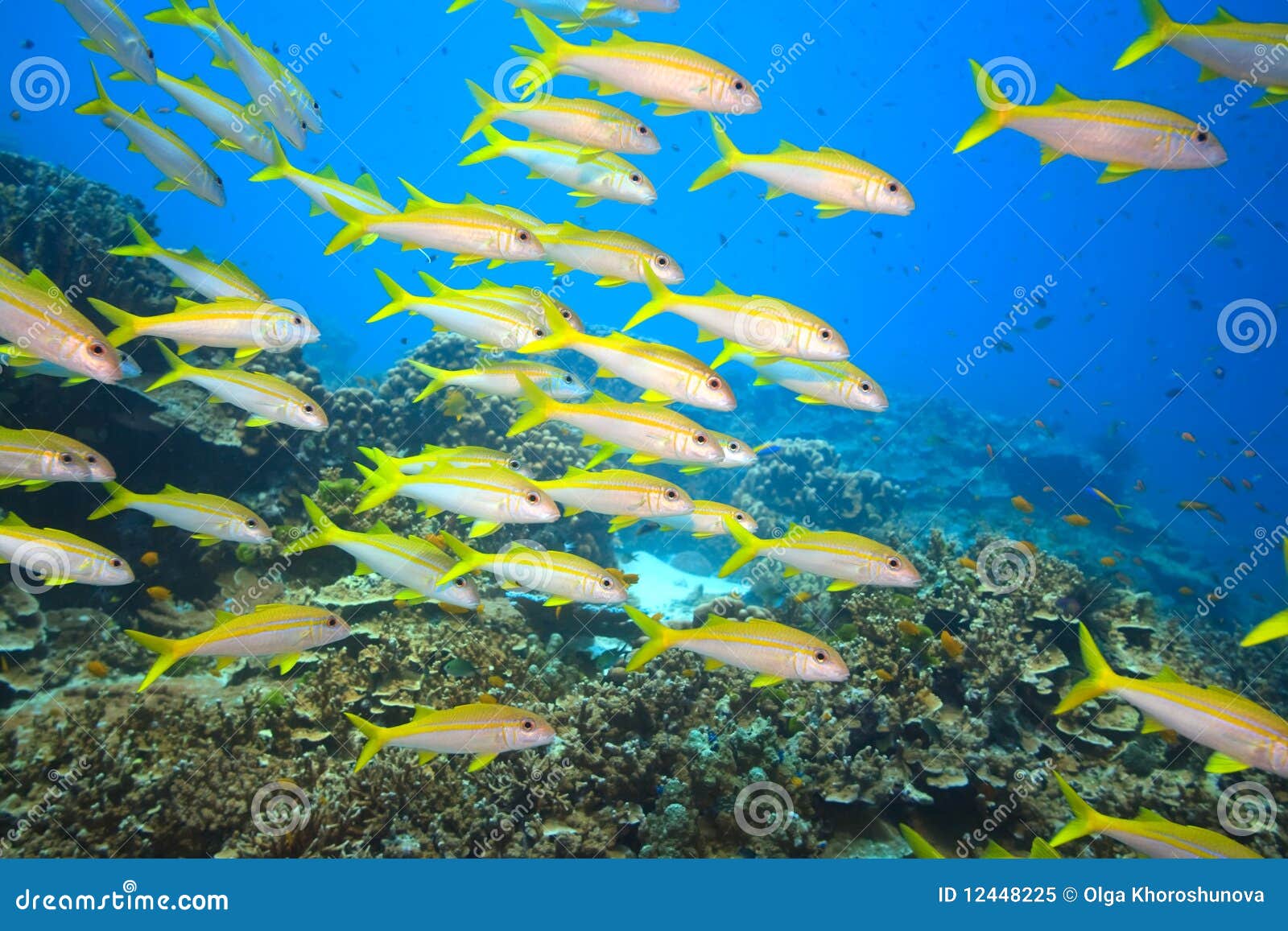 School of Yellowfin Goatfish Stock Image - Image of snorkeling, deep ...