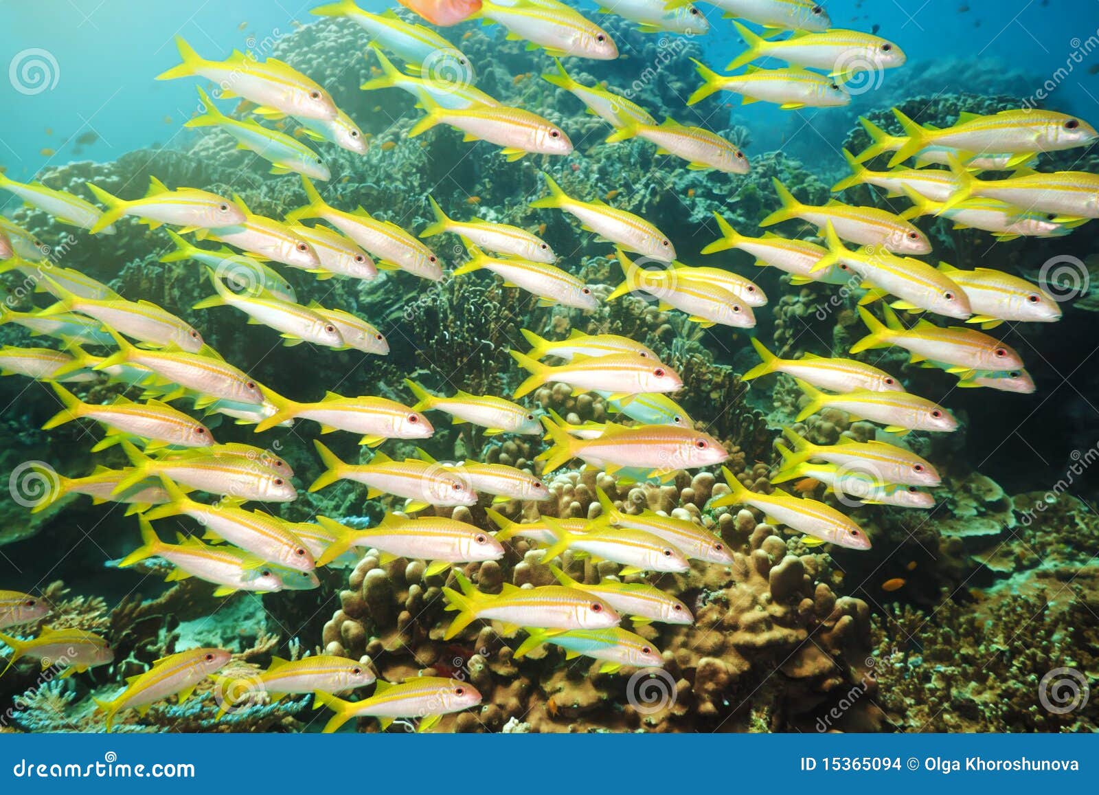 School of Yellowfin Goatfish Stock Photo - Image of undersea, caribbean ...