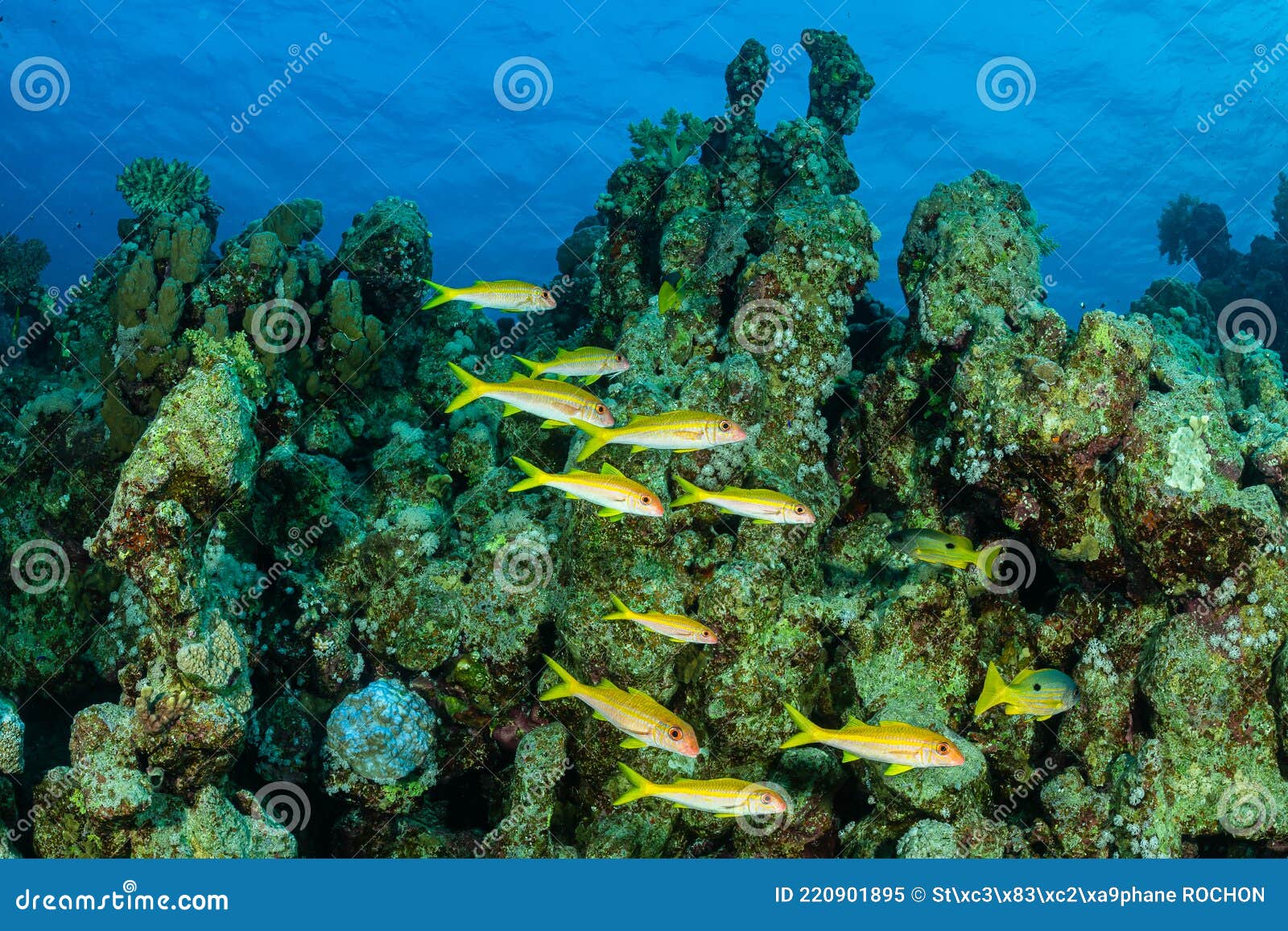School of Yellowfin Goatfish Fish Stock Image - Image of dive, mullidae ...