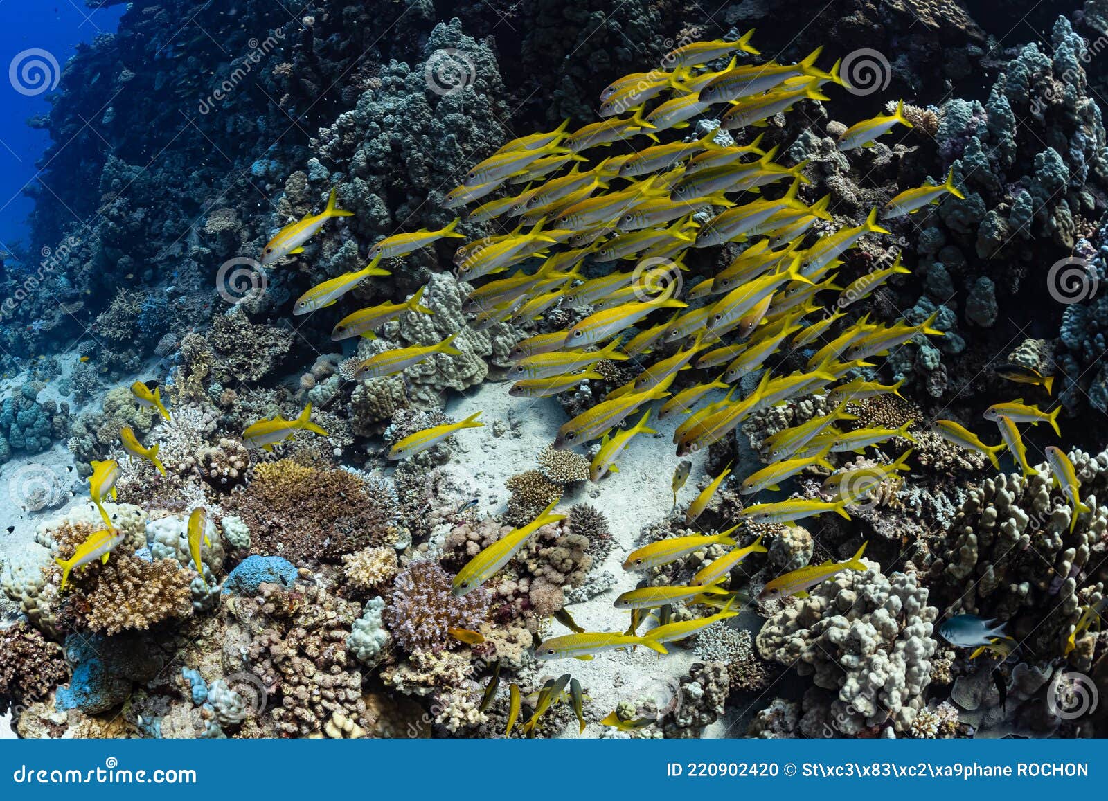 School of Yellowfin Goatfish Fish Stock Photo - Image of ecosystem ...