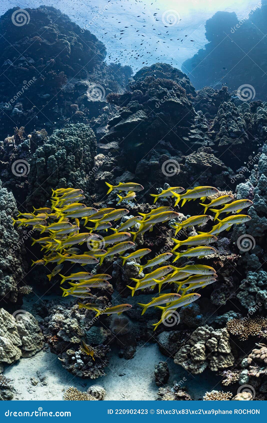 School of Yellowfin Goatfish Fish Stock Image - Image of island ...