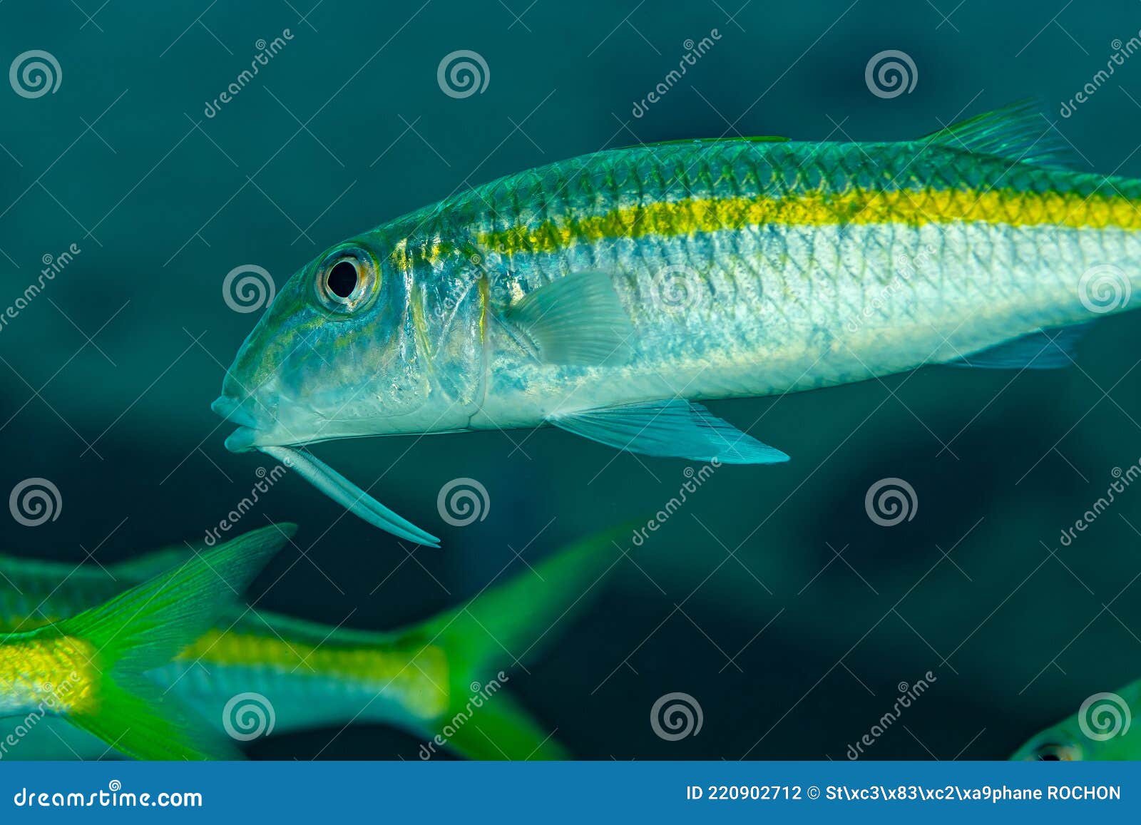 School of Yellowfin Goatfish Fish Yellow Stock Photo - Image of biology ...