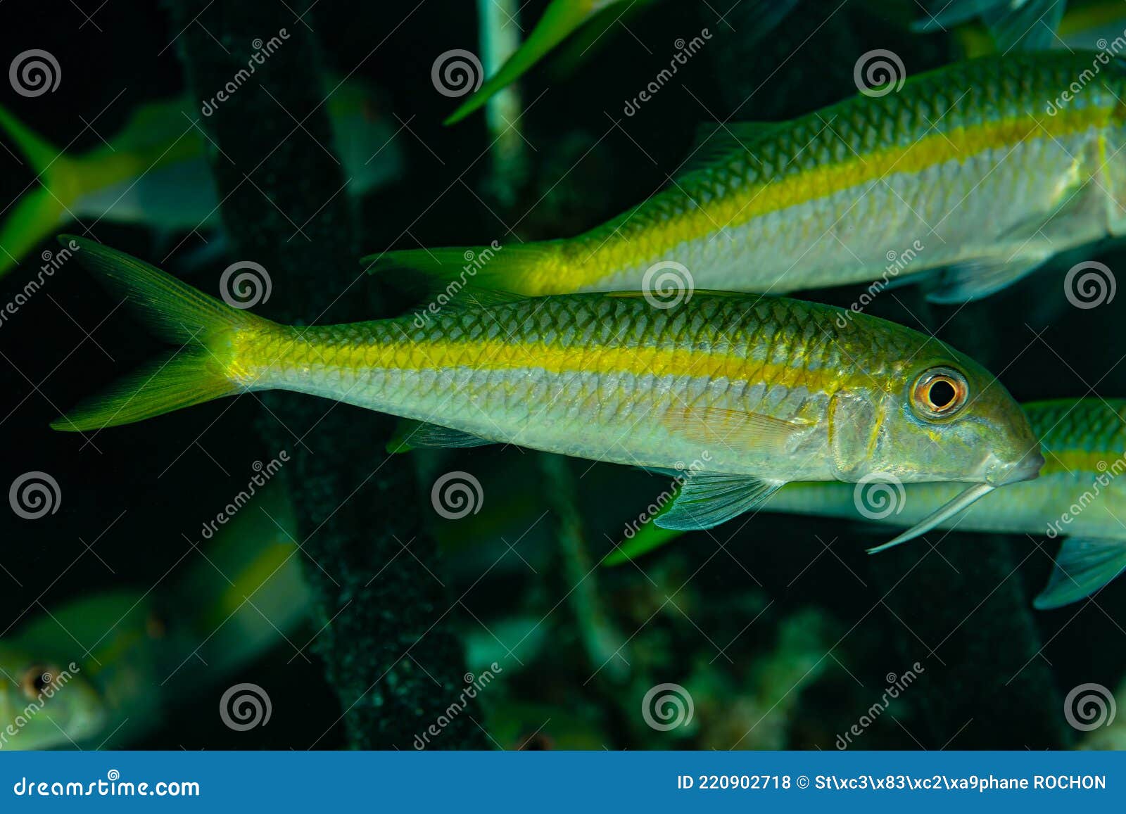 School of Yellowfin Goatfish Fish Yellow Stock Photo - Image of ...