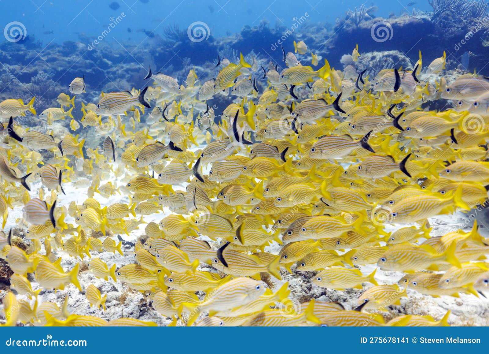 School of Yellowtail Snapper Fish Stock Image - Image of fish, habitat ...
