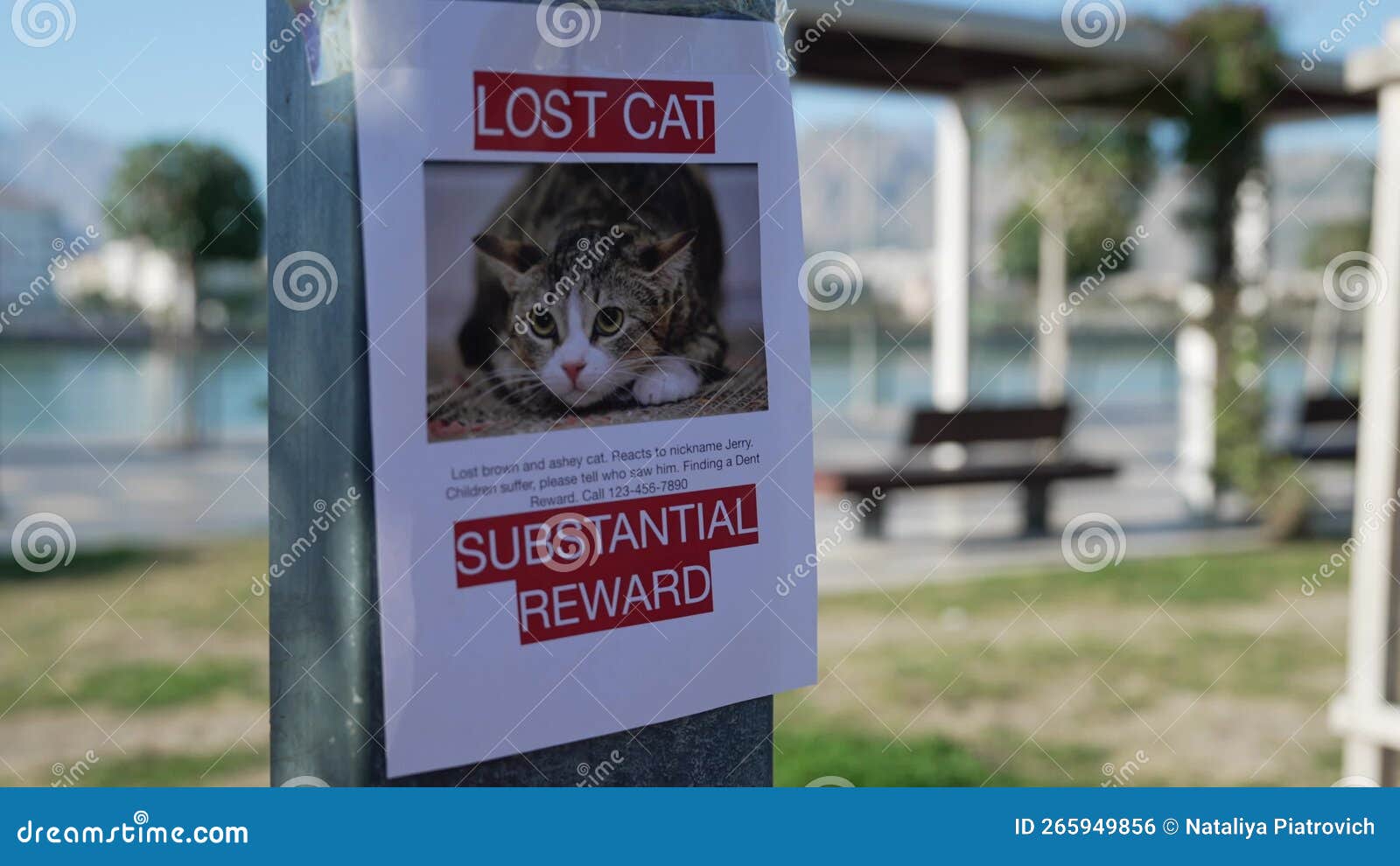 Schoolboy Putting Up Missing Pet Banners Stock Footage - Video of ...