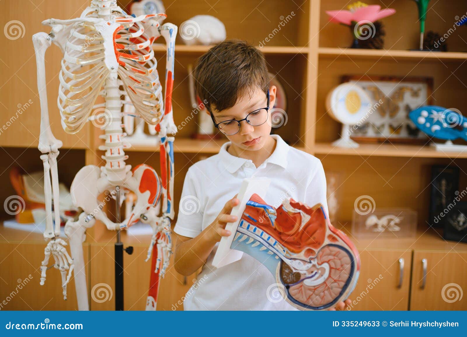 A Schoolboy Studies Models of Human Organs in Biology Class. Stock ...