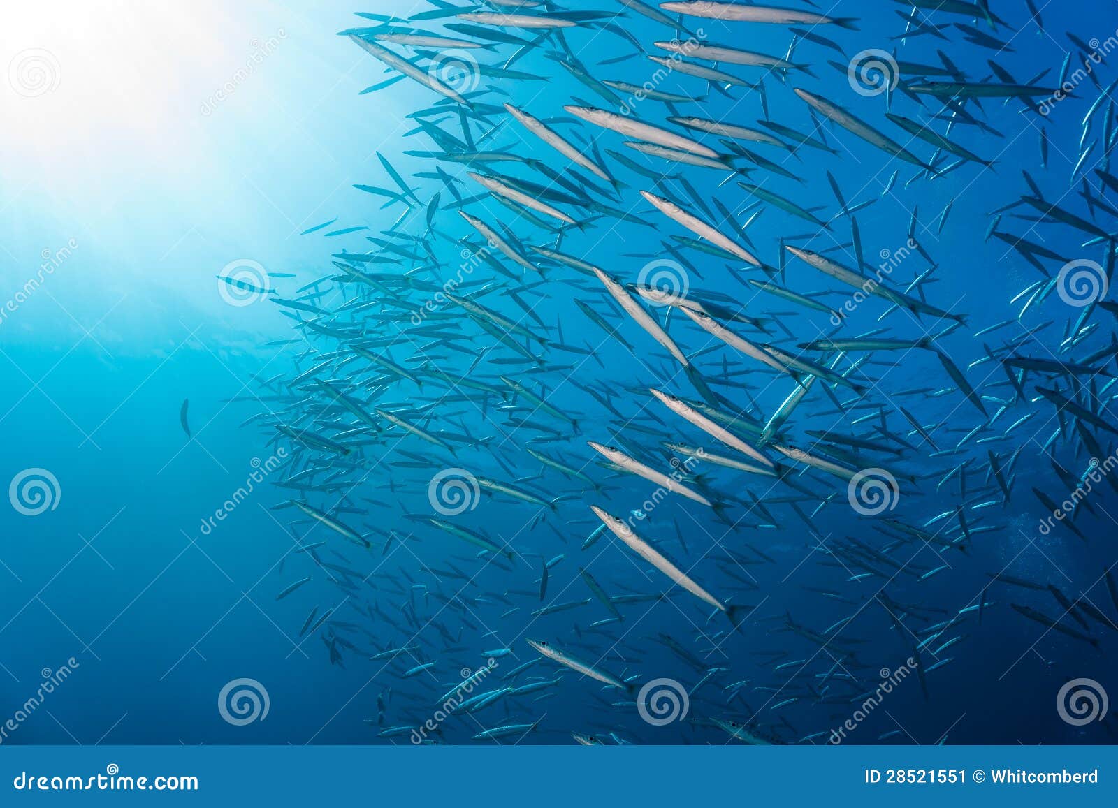 Schooling Barracuda stock image. Image of aquarium, blue - 28521551