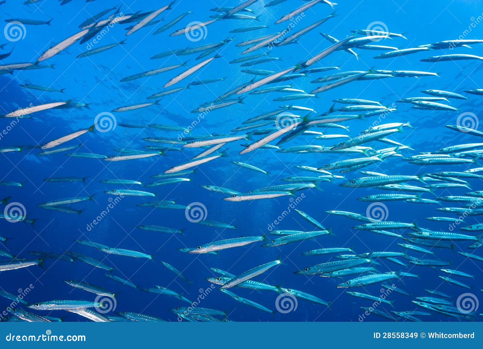 Schooling Barracuda in Blue Water Stock Image - Image of blue ...