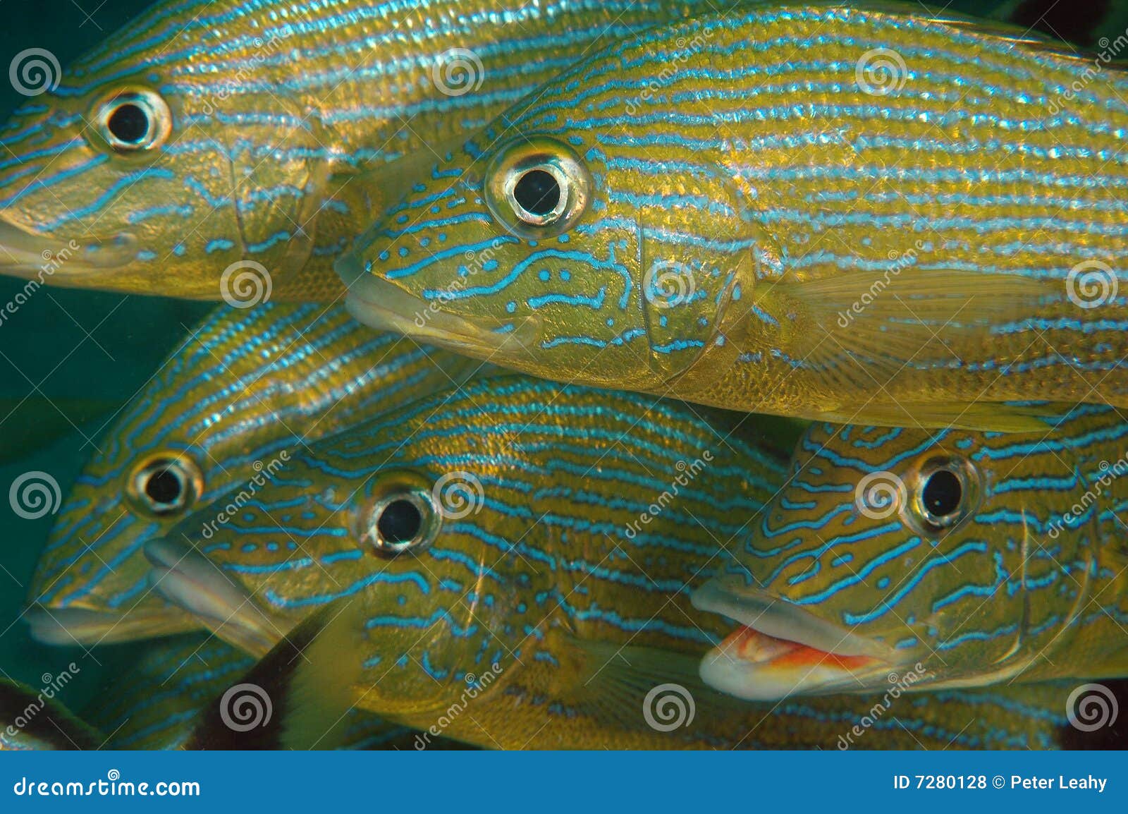 Schooling Blue Stripe Grunts Stock Photo - Image of biology, aquarium ...