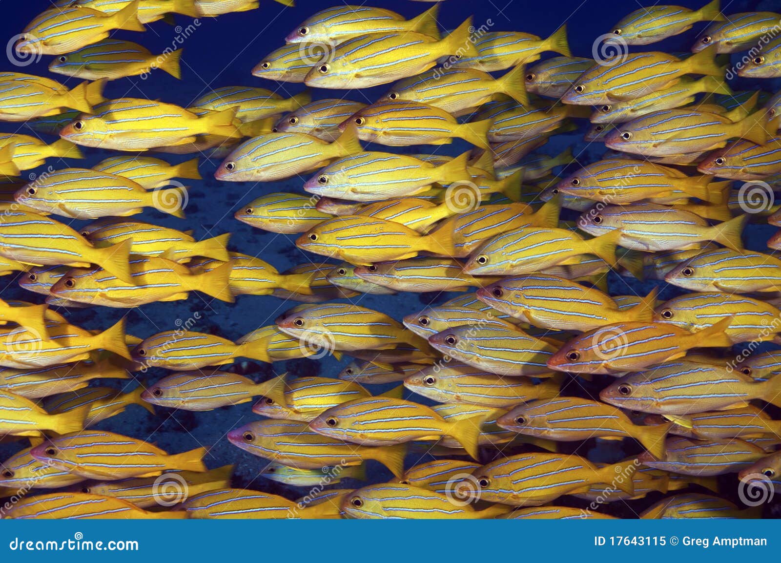 Schooling Blue Striped Snappers Stock Image - Image of fish, marine ...