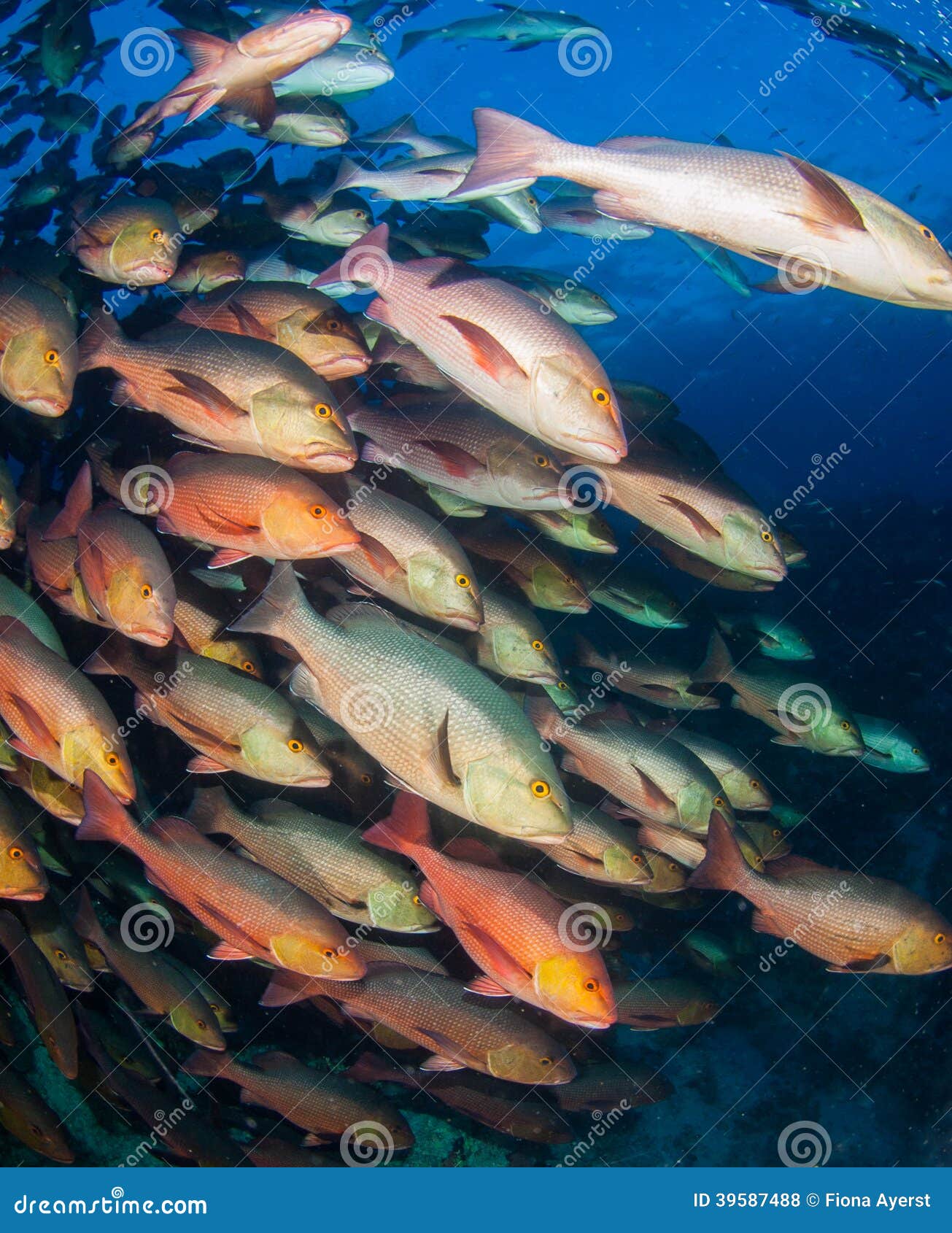 Schooling boha snappers stock photo. Image of underwater - 39587488