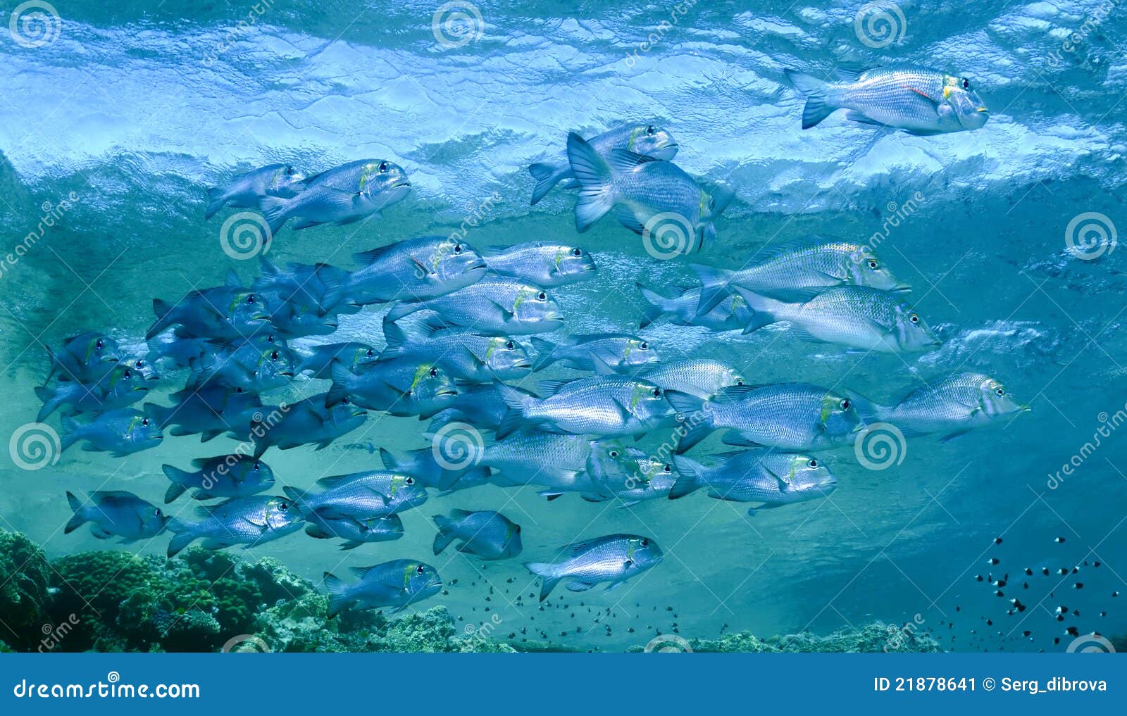 Schooling fish stock image. Image of ocean, reef, colorful - 21878641