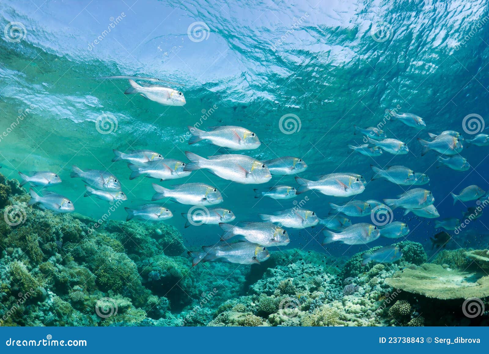 Schooling Fish Under Blue Ocean Indonesia Scuba Diving Diver Barracuda ...
