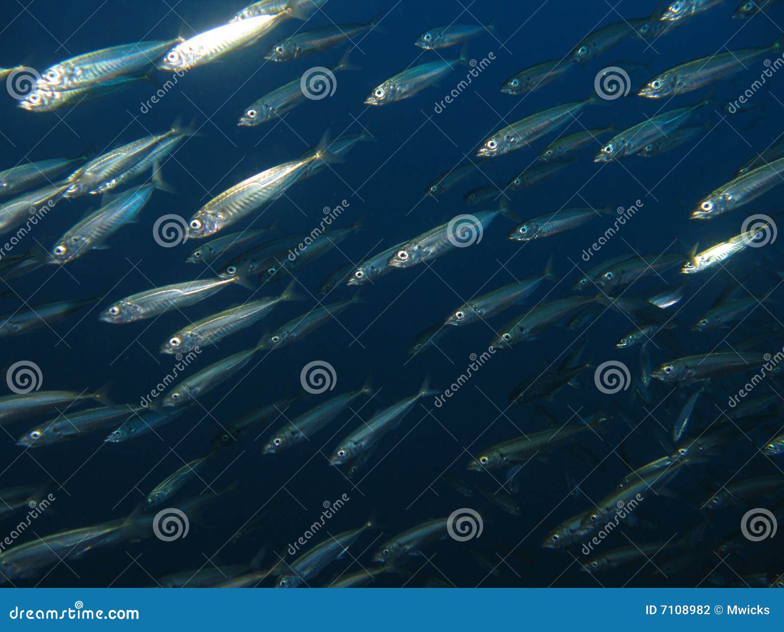 Schooling fish stock photo. Image of school, ocean, crowded - 7108982