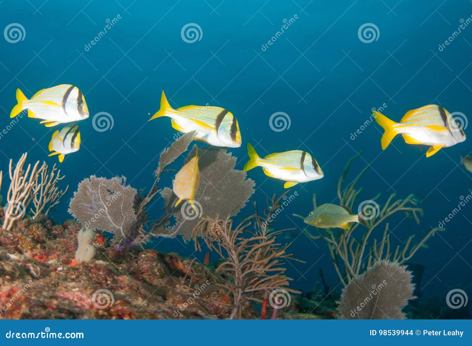 Schooling Fish on a Reef in South Florida. Stock Photo - Image of fish ...