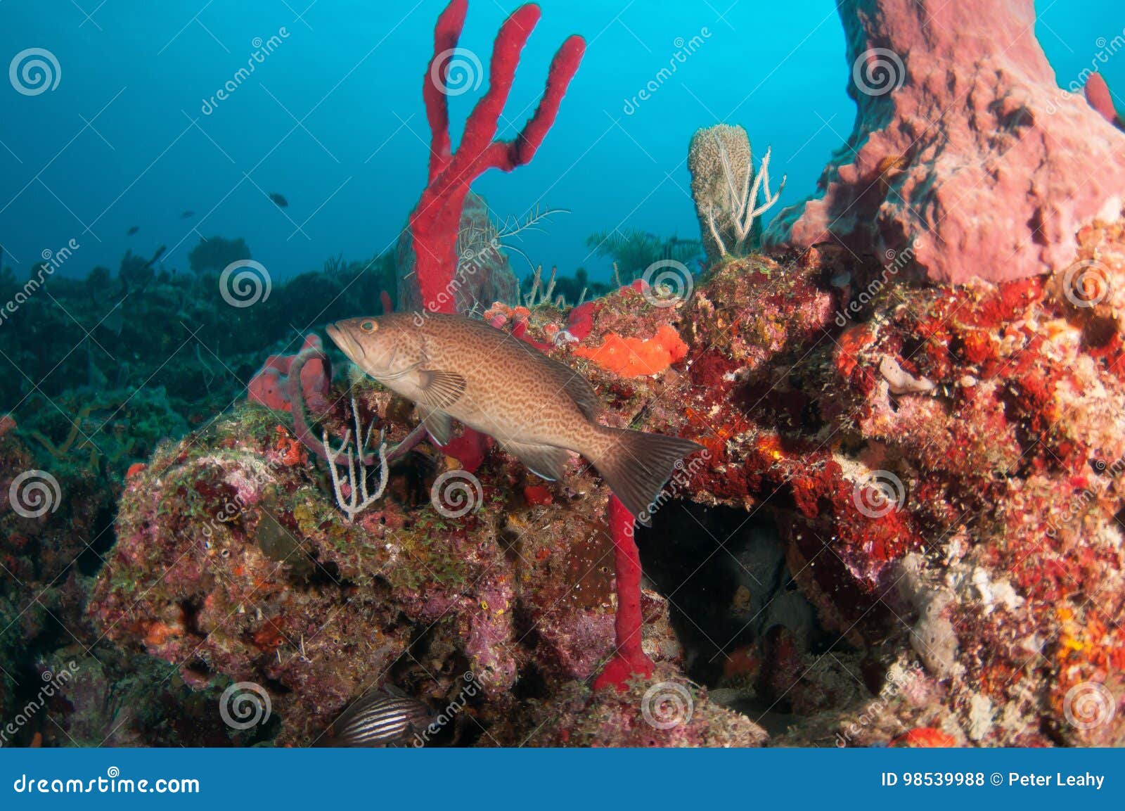 Schooling Fish on a Reef in South Florida. Stock Photo - Image of ...