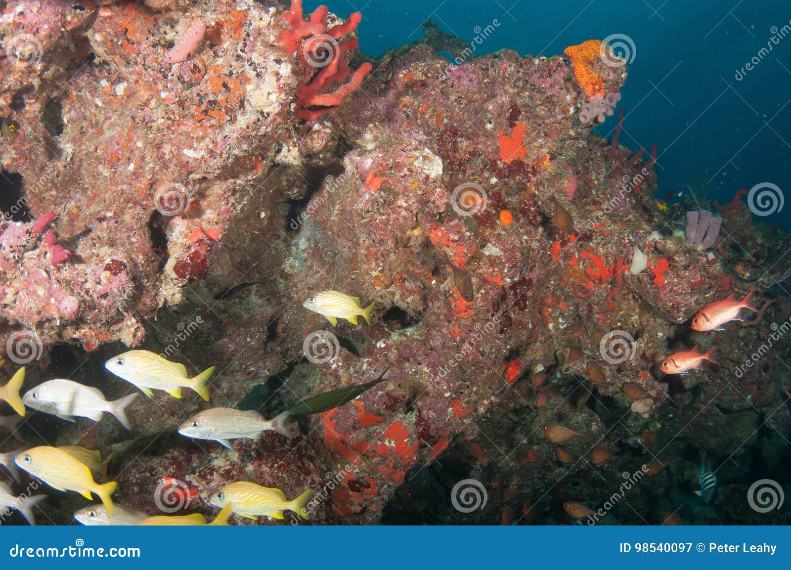 Schooling Fish on a Reef in South Florida. Stock Image - Image of wreck ...