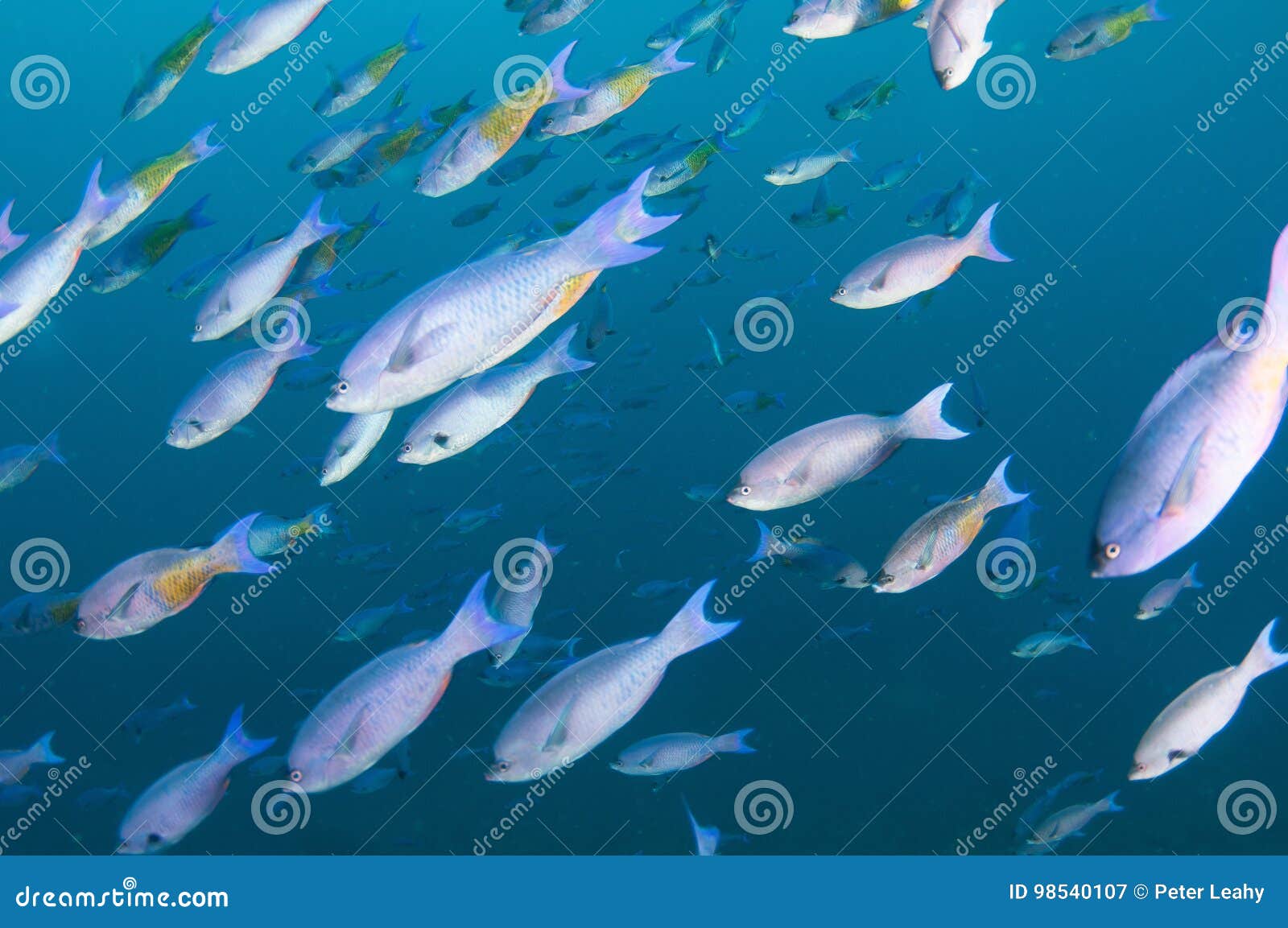 Schooling Fish on a Reef in South Florida. Stock Image - Image of ...