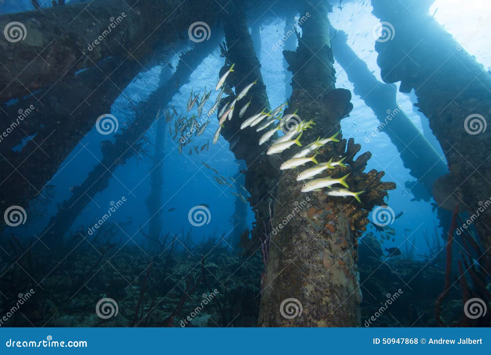 Schooling Tropical Fish Under Pier, Bonaire Stock Photo - Image of ...
