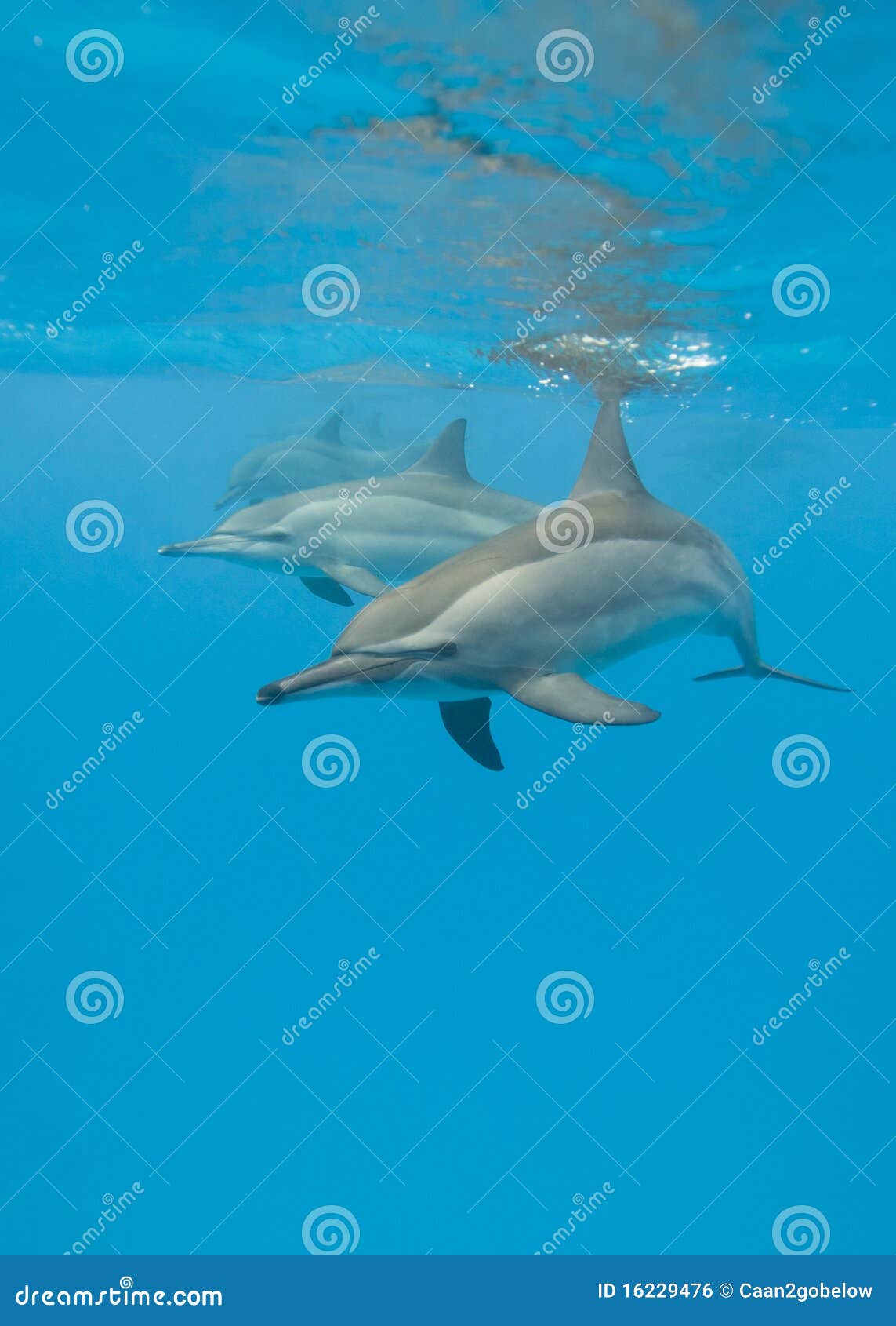 Schooling Wild Spinner Dolphins. Stock Photo - Image of blue ...