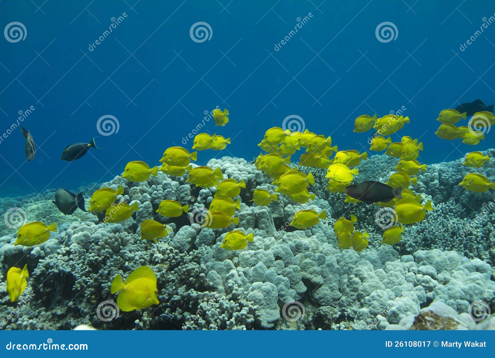 Schooling Yellow Tang stock image. Image of hawaii, fish - 26108017
