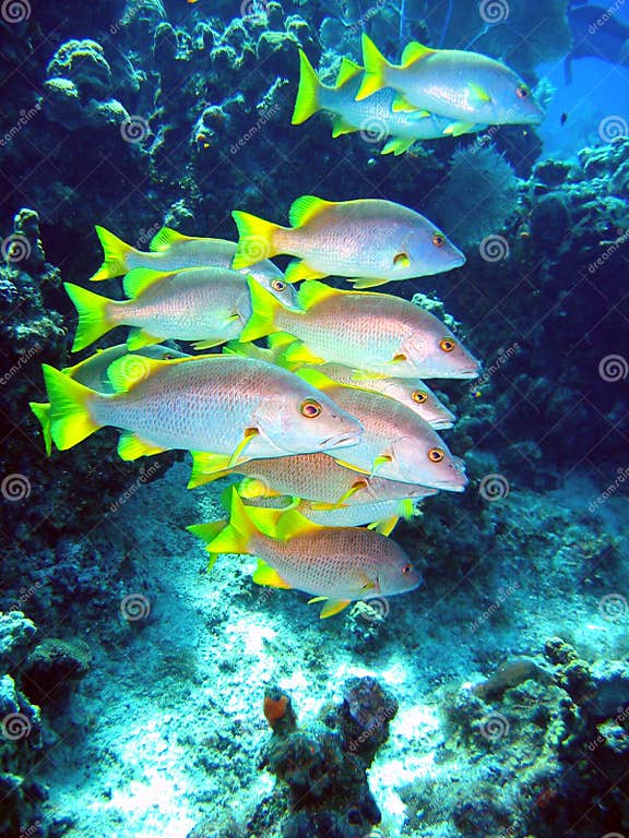 Schoolmaster fish swimming stock photo. Image of nature - 779882
