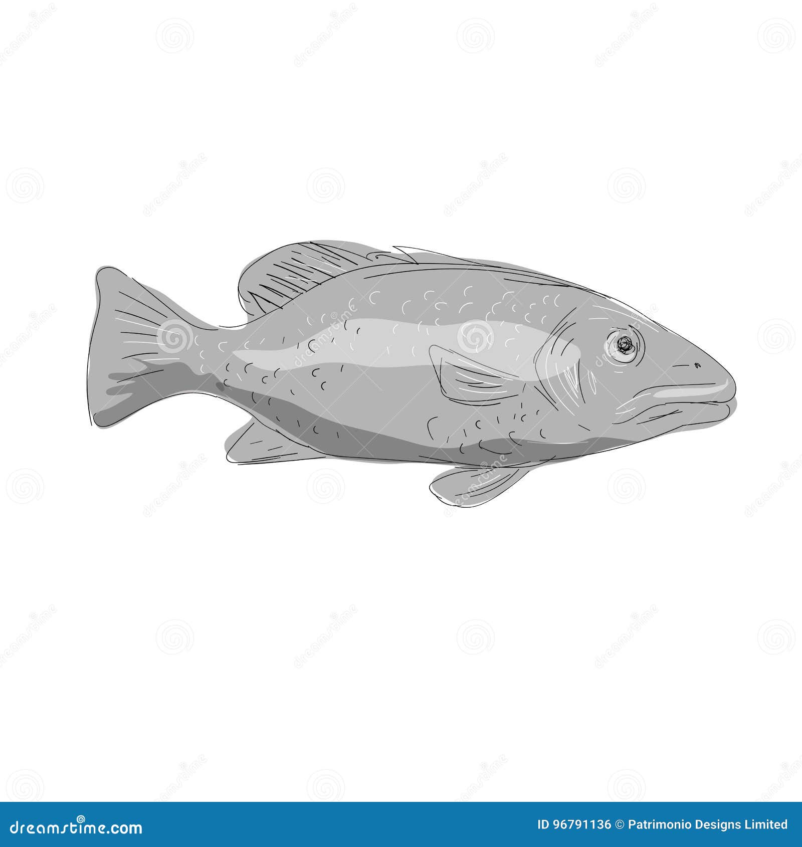 Schoolmaster Snapper Fish Drawing Stock Illustration - Illustration of ...