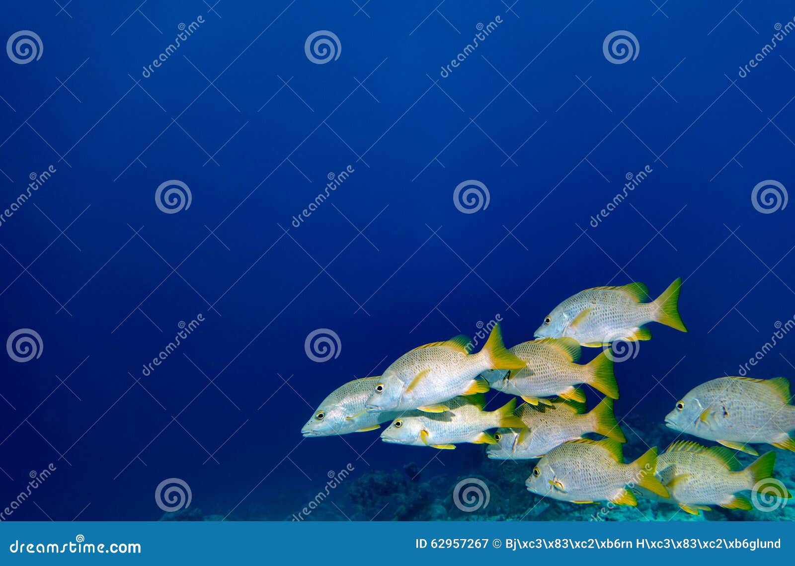 Schoolmaster Snapper,Lutjanus Apodus Royalty-Free Stock Photo ...
