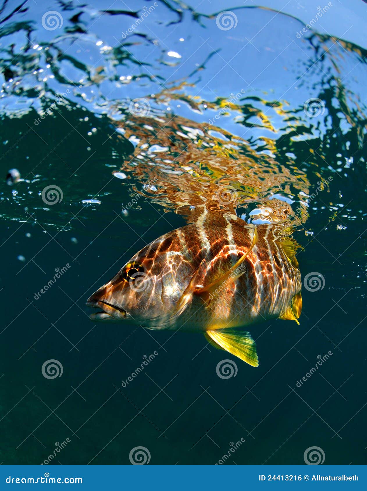 Schoolmaster Snapper Underwater Stock Photo - Image of blue, ocean ...